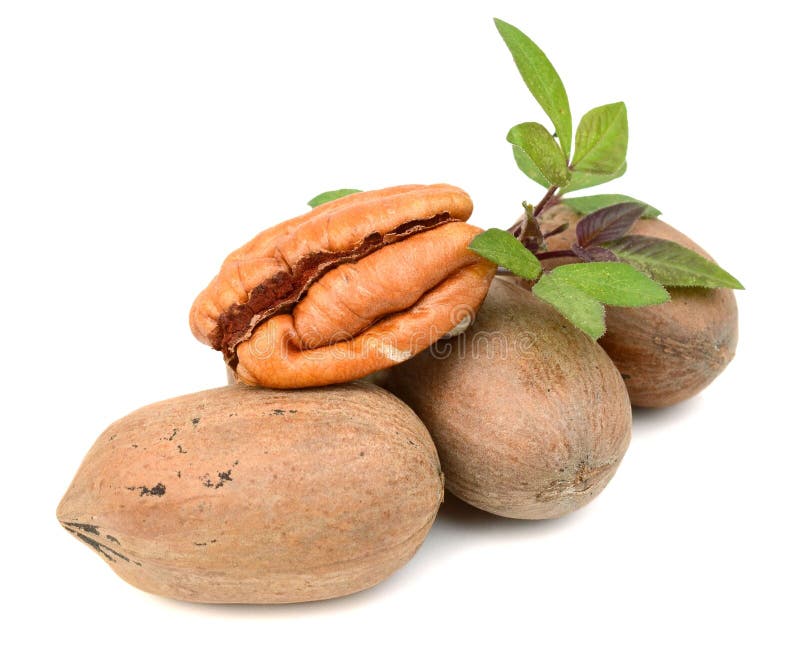 Heap of Ripe Shelled Pecan Nuts. Stock Image - Image of photograph ...