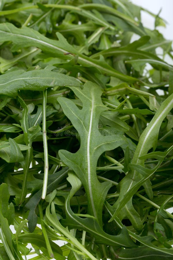 Heap of ruccola leaves stock image. Image of ruccola - 38798585