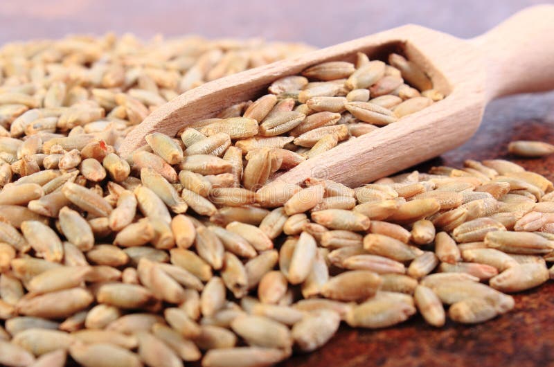 Heap of Rye Grain with Wooden Spoon Stock Photo - Image of heap, spoon ...