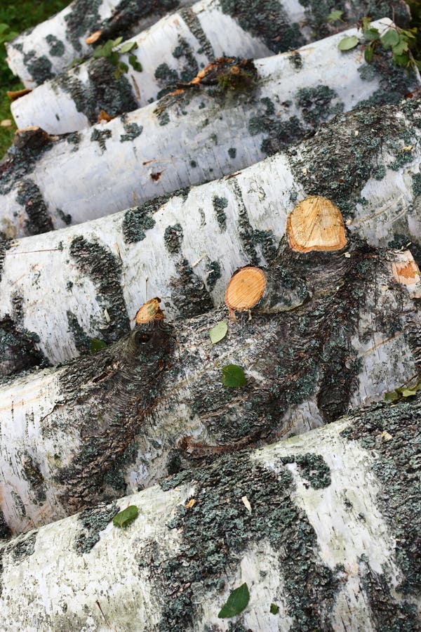 Heap of the Sawing Birch Trees Stock Photo - Image of natural, knot ...
