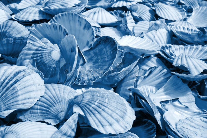Scallop Shells Heap Classic Blue Toned Background Stock Image - Image ...