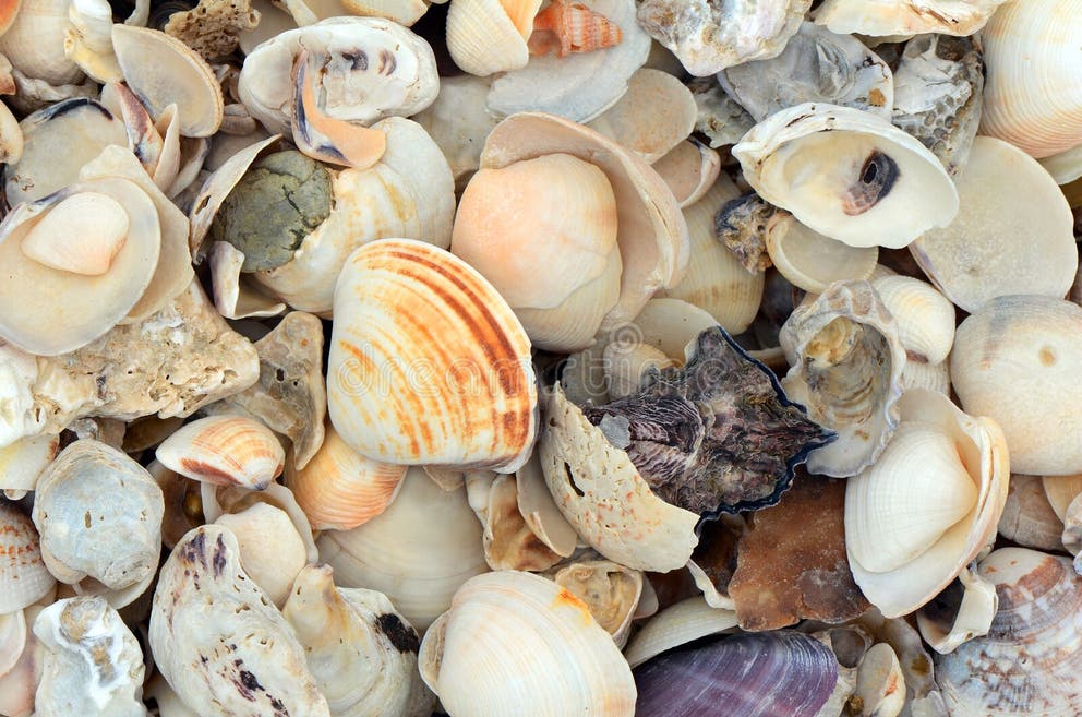 Heap of Sea Shells. stock photo. Image of closeup, marine - 32253680