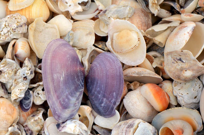 Heap of Sea Shells. stock image. Image of medicine, shape - 32253653