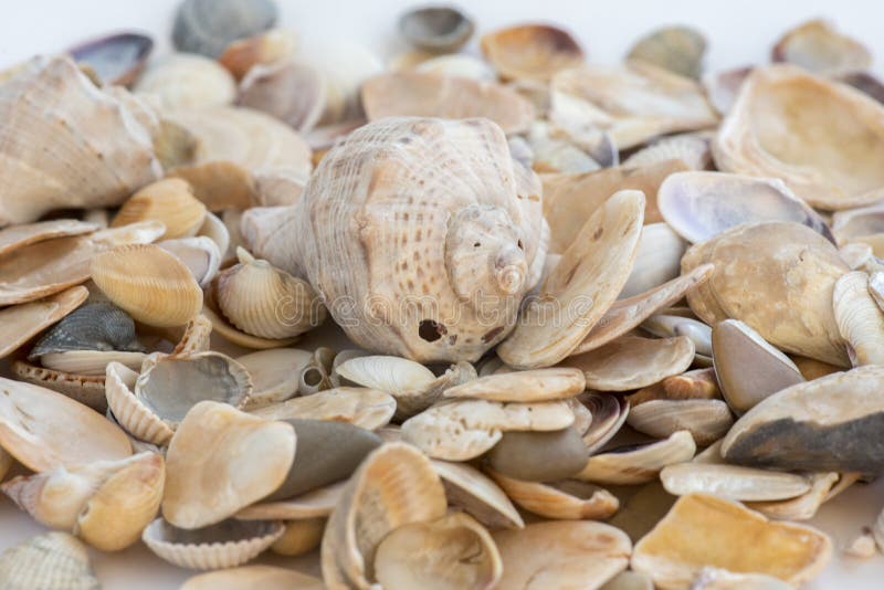 Collection of seashells stock photo. Image of isolated - 177398618