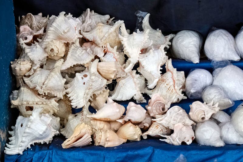 Heap of Seashells on the Shelf Stock Photo - Image of aquatic, variety ...