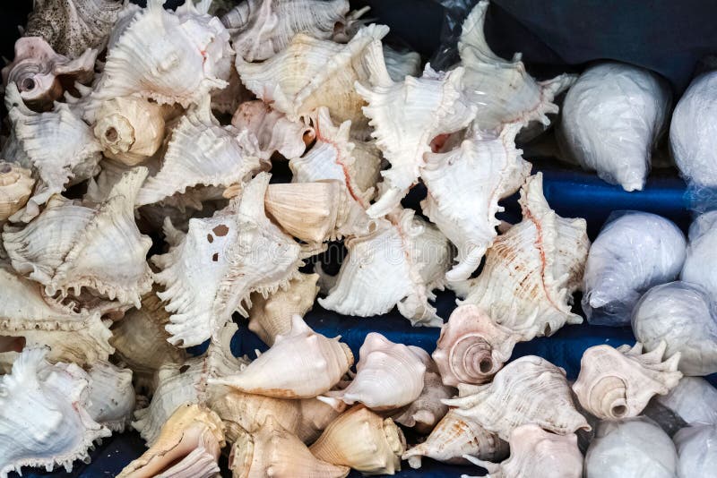 Heap of Seashells on the Shelf Stock Photo - Image of design, show ...