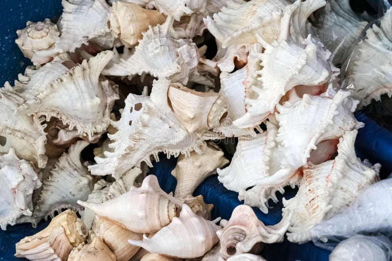 Heap of Seashells on the Shelf Stock Photo - Image of beautiful, design ...