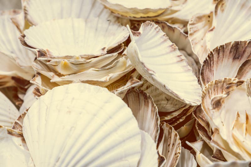 Heap of Raw Scallops Isolated on White Stock Photo - Image of mollusk ...