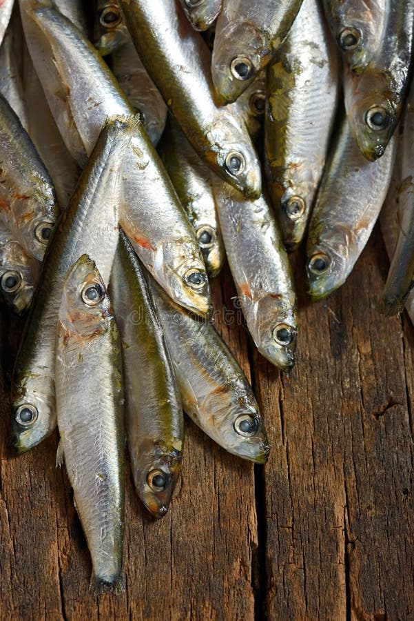 Heap of small anchovies stock image. Image of pilchard - 53143111