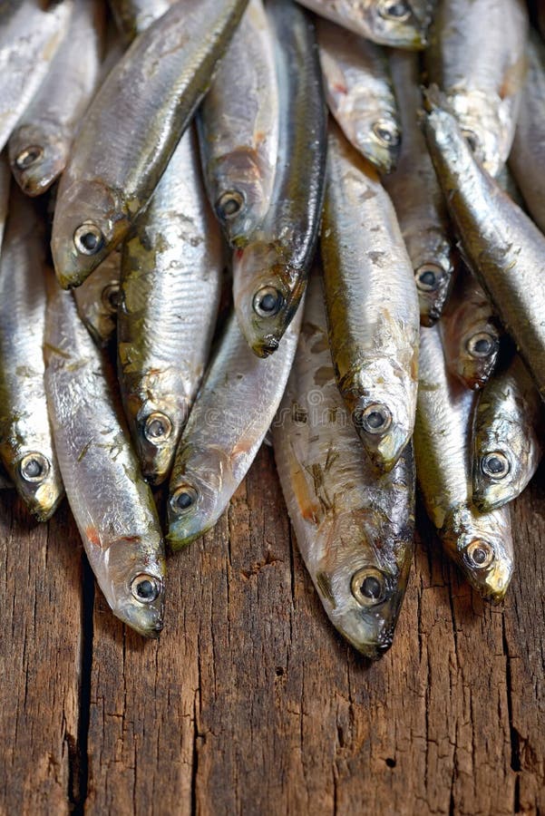 Heap of small anchovies stock photo. Image of delicacy - 53473044