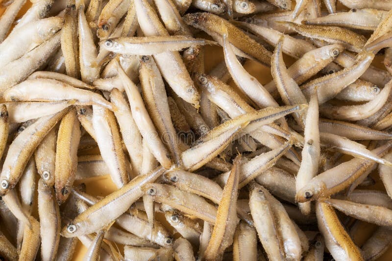 Heap of Small Aquadella Fish Stock Image - Image of animal, tropical ...