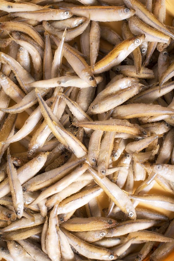 Heap of Small Aquadella Fish Stock Image - Image of animal, tropical ...