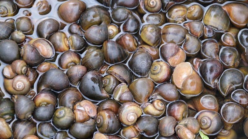 Heap of Snails Soaked in Water Stock Image - Image of texture, natural ...