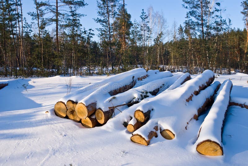 Heap of snowbound logs stock photo. Image of cold, frost - 15811138