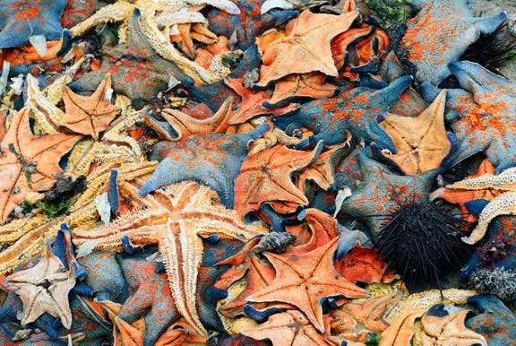 A heap of starfish stock photo. Image of blue, stack - 29119044
