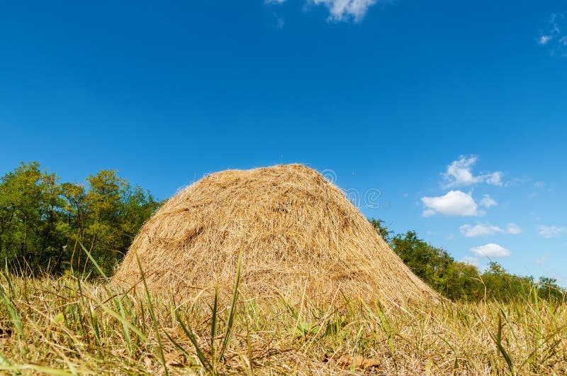Heap of wheat grains stock photo. Image of harvester - 12128102