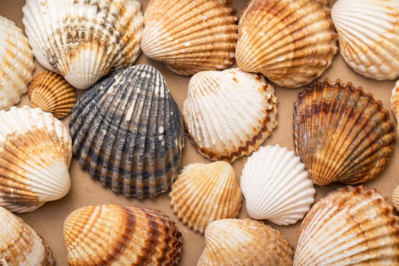 Heap textured sea shells stock photo. Image of vacation - 38380954
