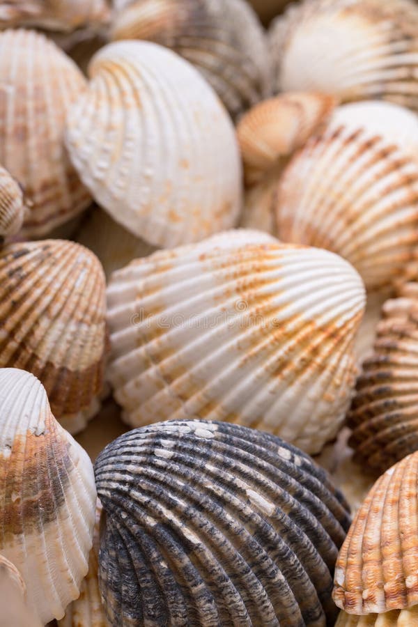 Heap textured sea shells stock photo. Image of closeup - 38381246
