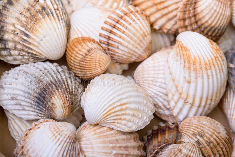 Heap textured sea shells stock image. Image of nature - 38381275