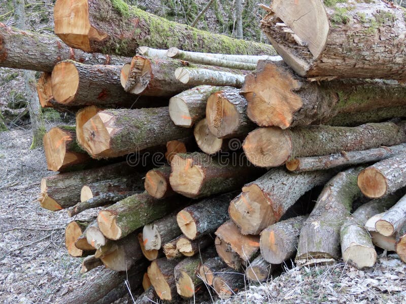 Heap of timber stock image. Image of forestry, woodpile - 215731465