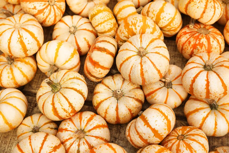 Heap of Tiny Striped Pumpkins. Background Stock Image - Image of ...