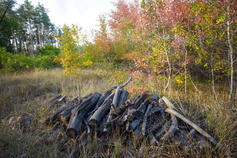 Heap of Dry Tree Branches Cut in the Wood Stock Image - Image of batch ...