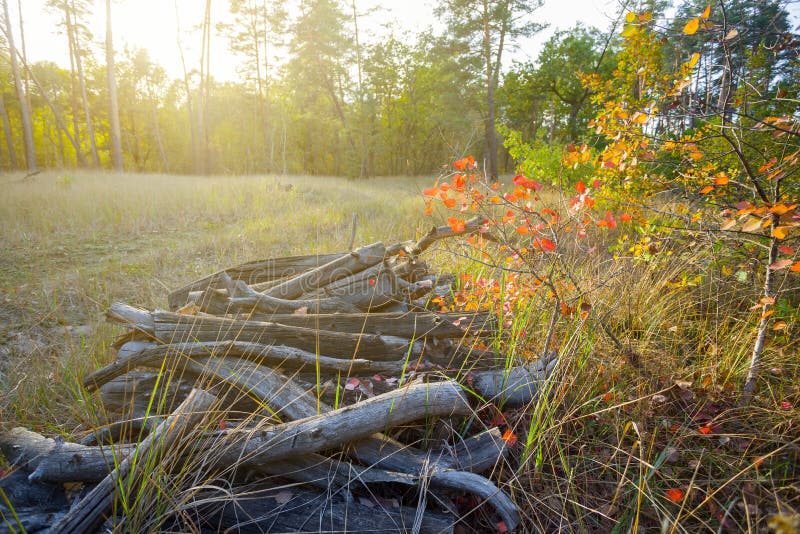 A Heap of Cut Tree Branches Stock Image - Image of nature, field: 170375013