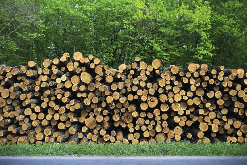 Heap Tree Trunk at the Edge of Forest Stock Image - Image of landscape ...