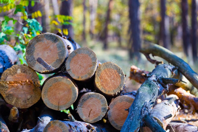 Heap of Tree Trunk on a Forest Glade Stock Image - Image of scene ...