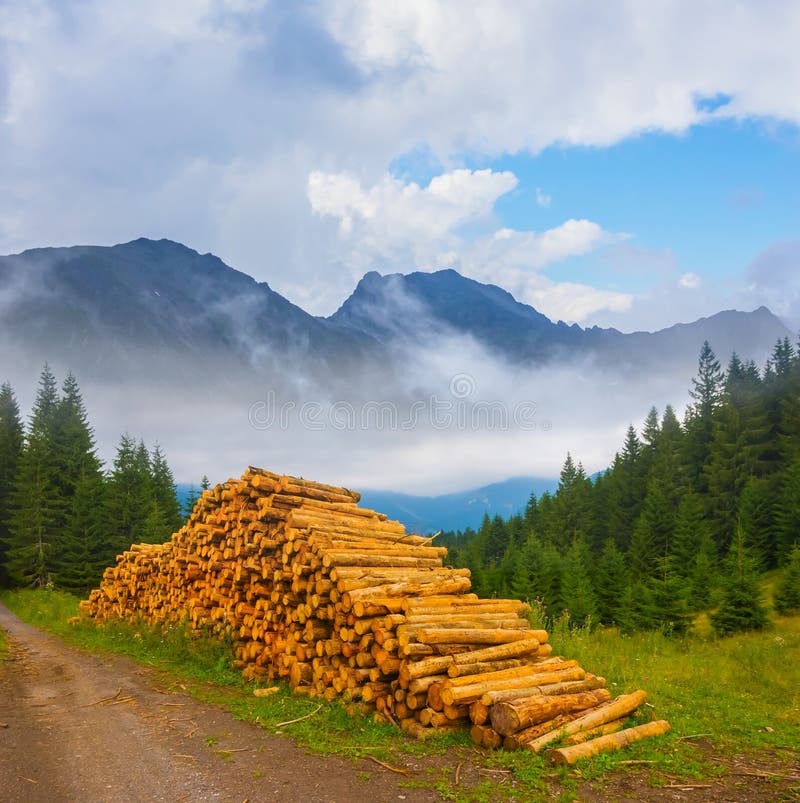 Heap of Tree Trunk Lie on Forest Glade Stock Photo - Image of logging ...