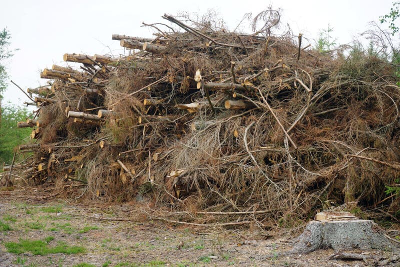 Heap of trees stock image. Image of tree, road, woods - 156477709