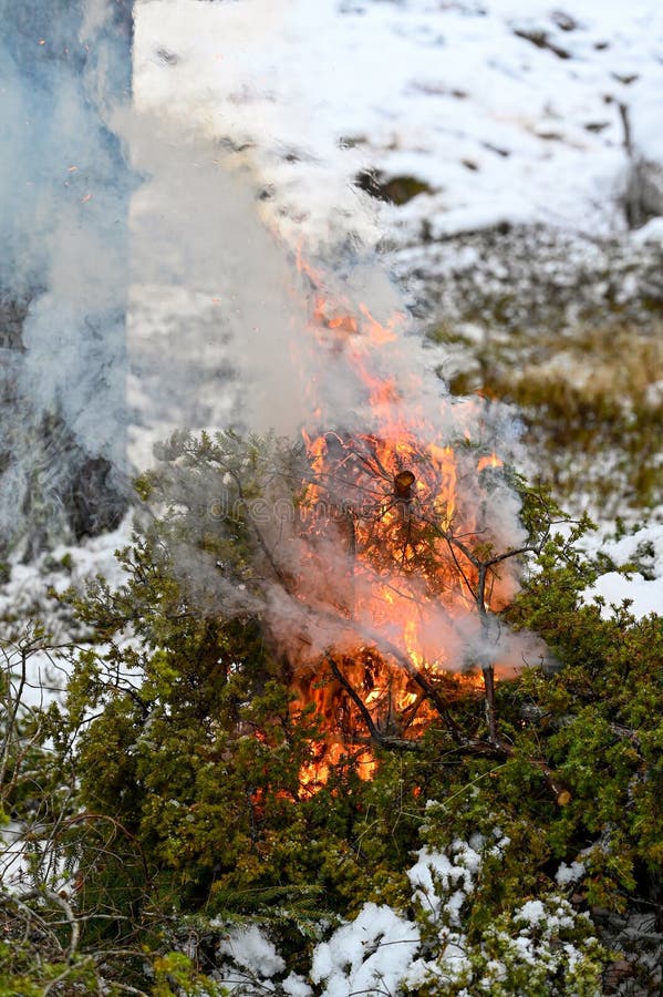 Heap of Twigs Burning in Forest with Flames and Smoke Stock Image ...