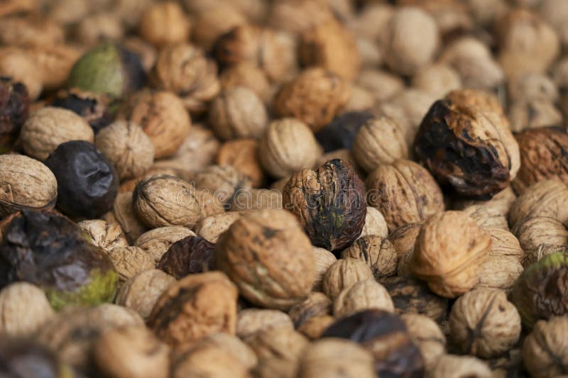 Heap of Unprocessed Wallnuts in Shell from Low Angle Stock Photo ...