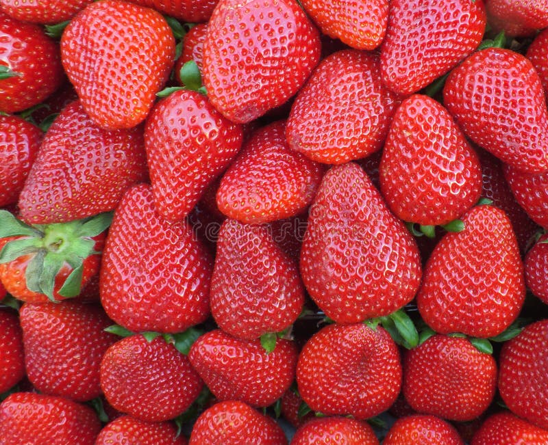 Heap of Vibrant Red Color Fresh Strawberries Stock Image - Image of ...