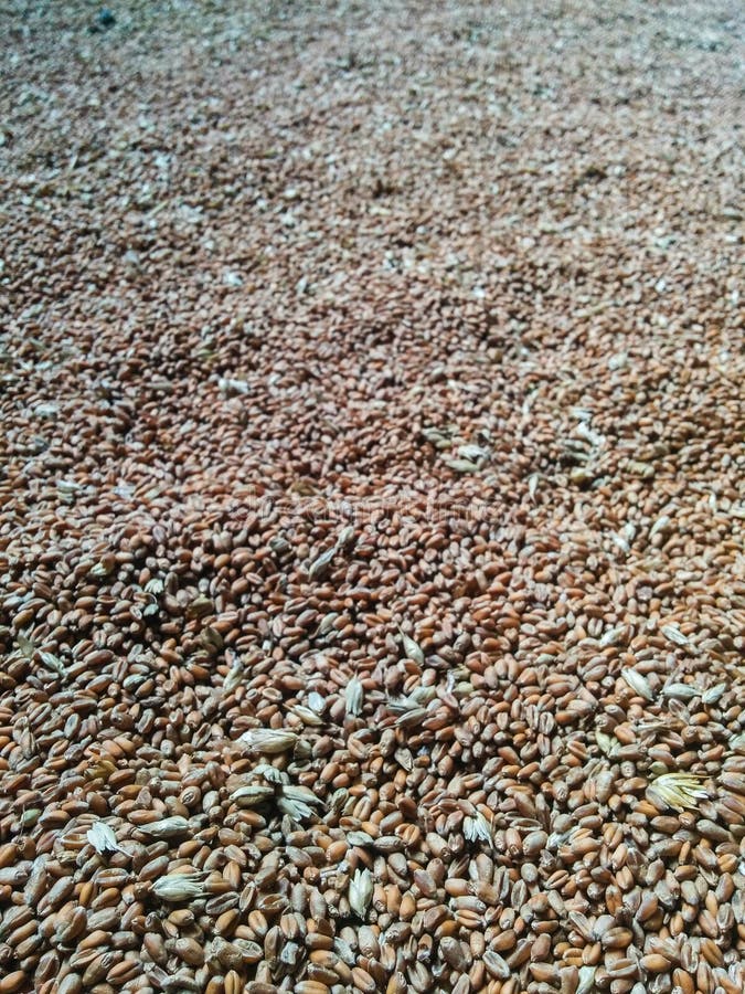 Heap of Wheat Seeds Close-up. Stock Photo - Image of drink, textured ...