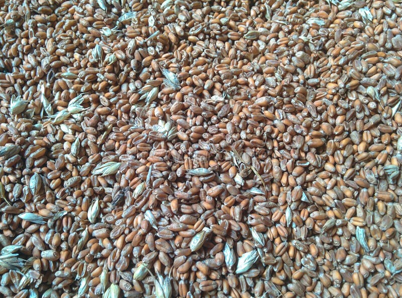Heap of Wheat Seeds Close-up. Stock Image - Image of full, harvesting ...