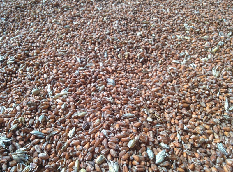 Heap of Wheat Seeds Close-up. Stock Image - Image of objects, seed ...