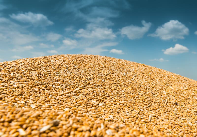 Heap of wheat grain stock photo. Image of crop, corn, heap - 9491322