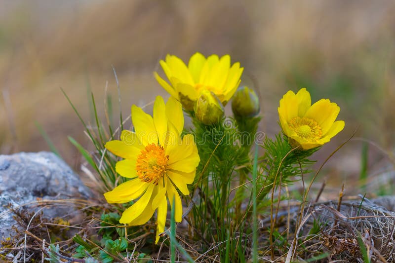 Heap Wild Yellow Adonis Flower Grass Stock Photos - Free & Royalty-Free ...