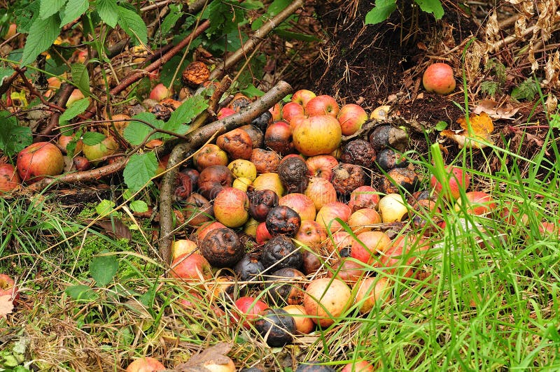 Putrefying Stock Photos - Free & Royalty-Free Stock Photos from Dreamstime