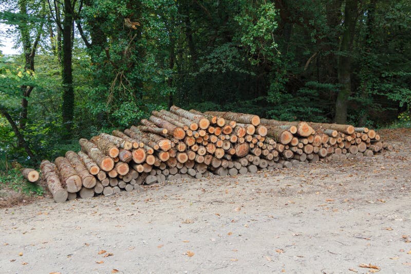 Heap of wood log stock image. Image of wood, forestry - 127819449