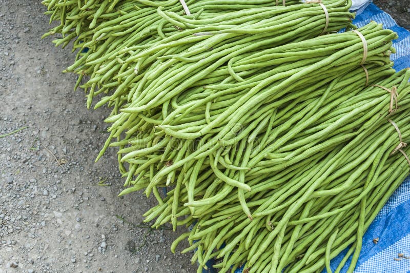 Yard long bean farm stock image. Image of green, crop - 25078077
