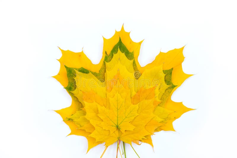 Selection of maple leaves stock image. Image of forest - 111170723