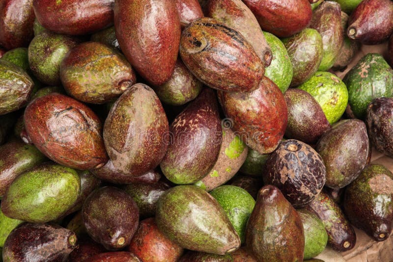 Heaped pile of avacados stock photo. Image of avacados - 67563988