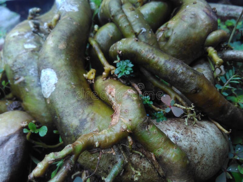 Frangipani Tree Roots Stock Photos - Free & Royalty-Free Stock Photos ...