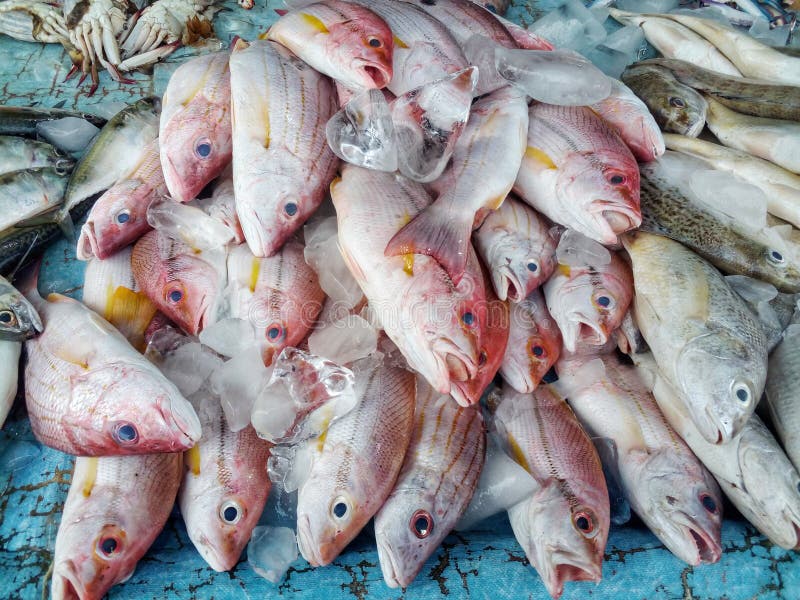 Heaps of Assorted Fresh Fish for Sale Stock Image - Image of fish, sale ...
