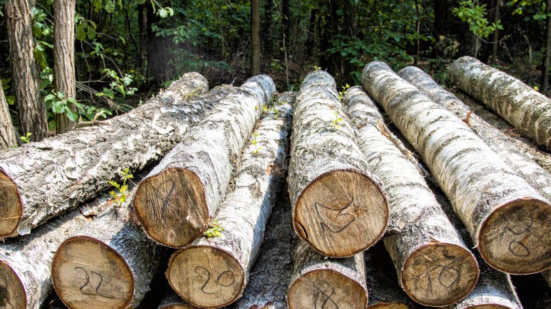 Heaps of Birch Logs Lie in the Forest in a Clearing. the Concept of ...