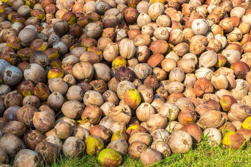 Heaps of coconuts stock photo. Image of bali, food, garden - 261910800