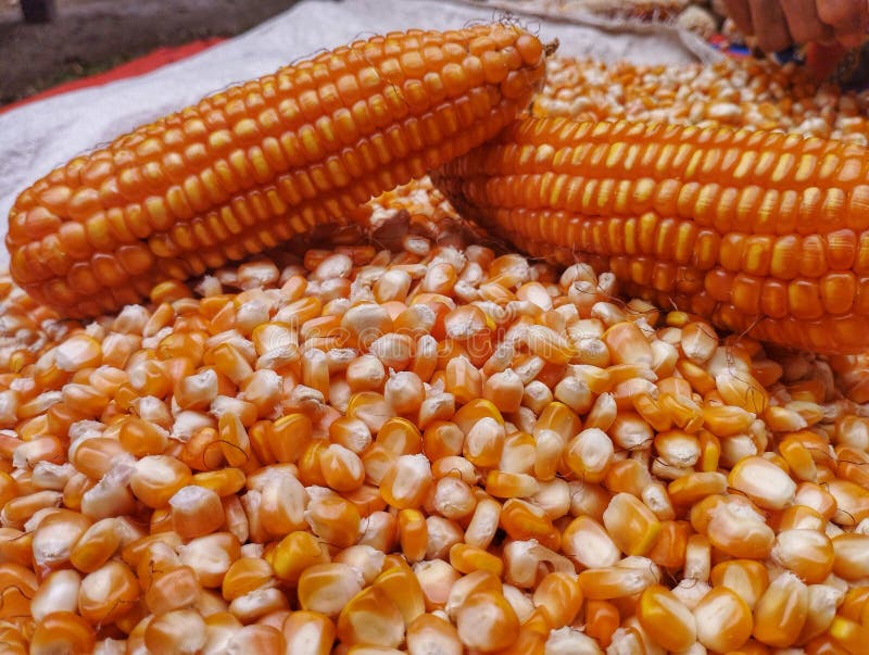 Heaps of Corn that Have Been Knocked Out Using the Manual Method Stock ...