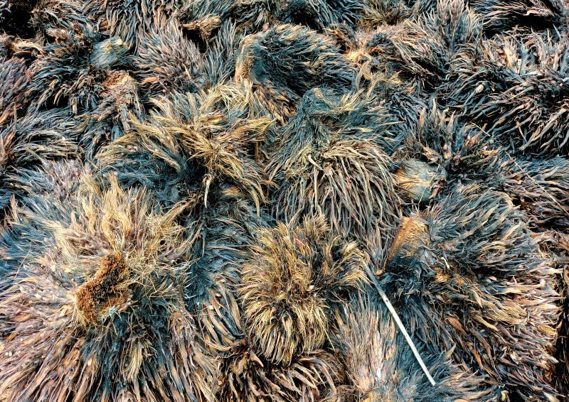 Heaps of Blackened Empty Palm Oil Stalks Stock Image - Image of ...